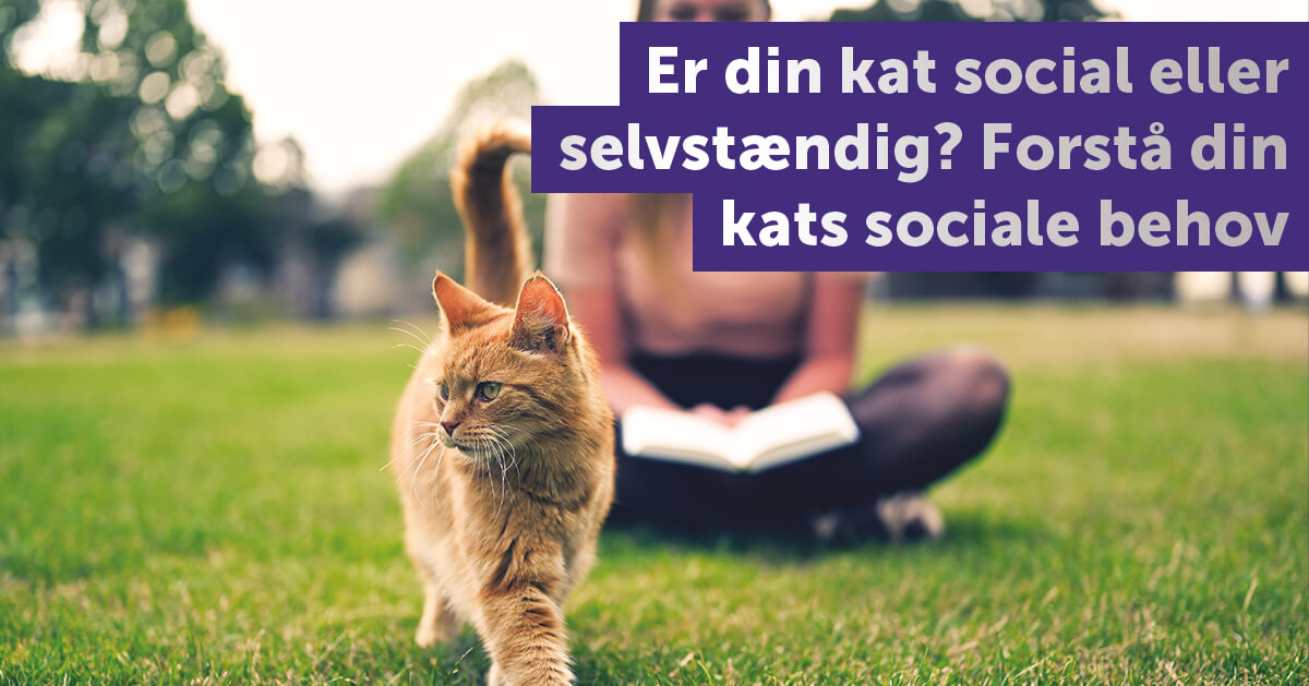 Er din kat social eller selvstændig? Forstå din kats sociale behov
